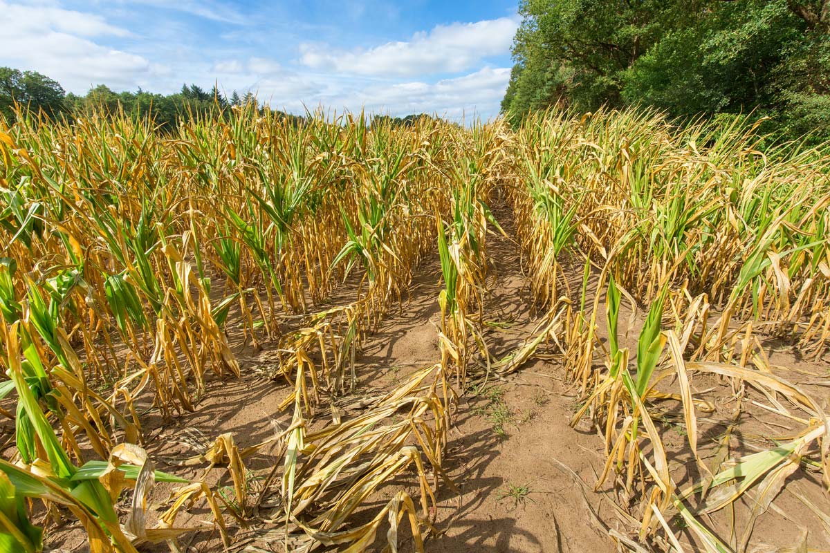Impact of climate change on plant growth – Trinity College Botanic Garden